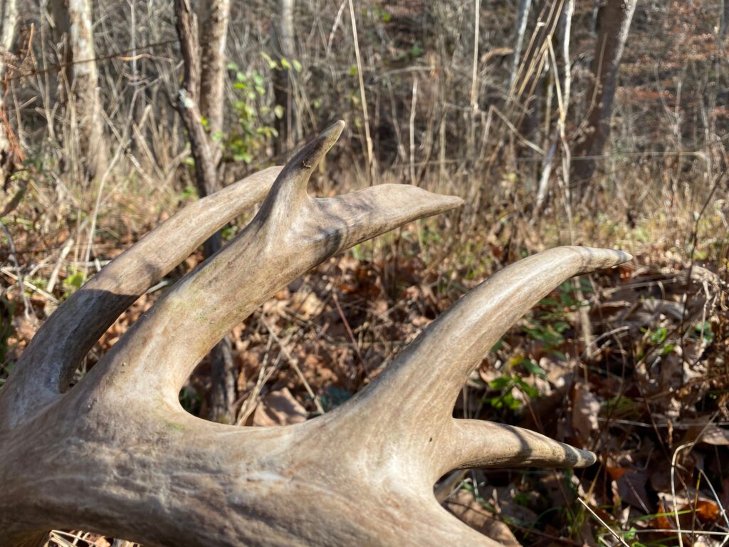 Ohio's Best Deer Hunts For the Experienced Bow Hunter!